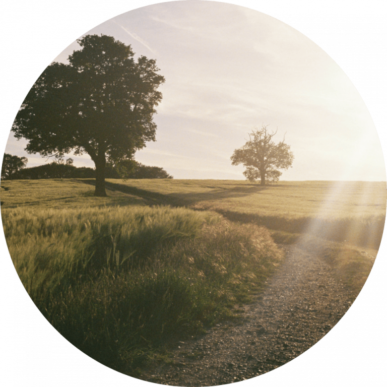 Home | Cremation Society | Riverside California